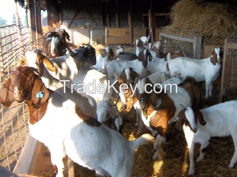 Full Breed Boer Goats / Boer Goats / Saanen Goats / Anglo-Nubian Goats ...