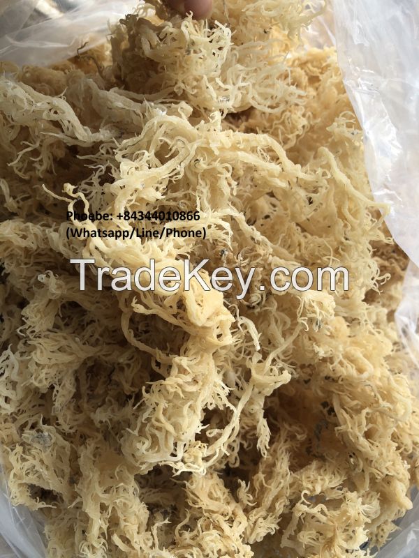 Sea moss/ Eucheuma Cottonii cheap price from Vietnam By Viet Delta ...