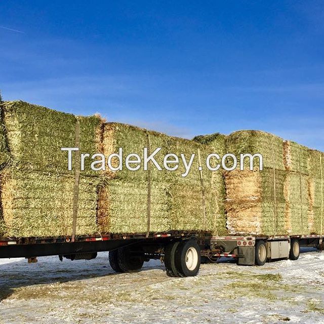 Premium Grade A Alfalfa Hay, Timothy Hay, Animal Feed for sale By ...