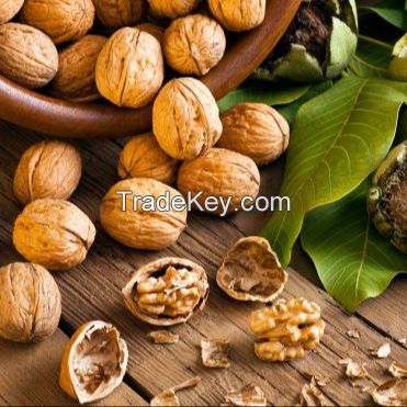 Dried Walnuts in Shell/Walnuts Kernels By Deltal Trading , South Africa