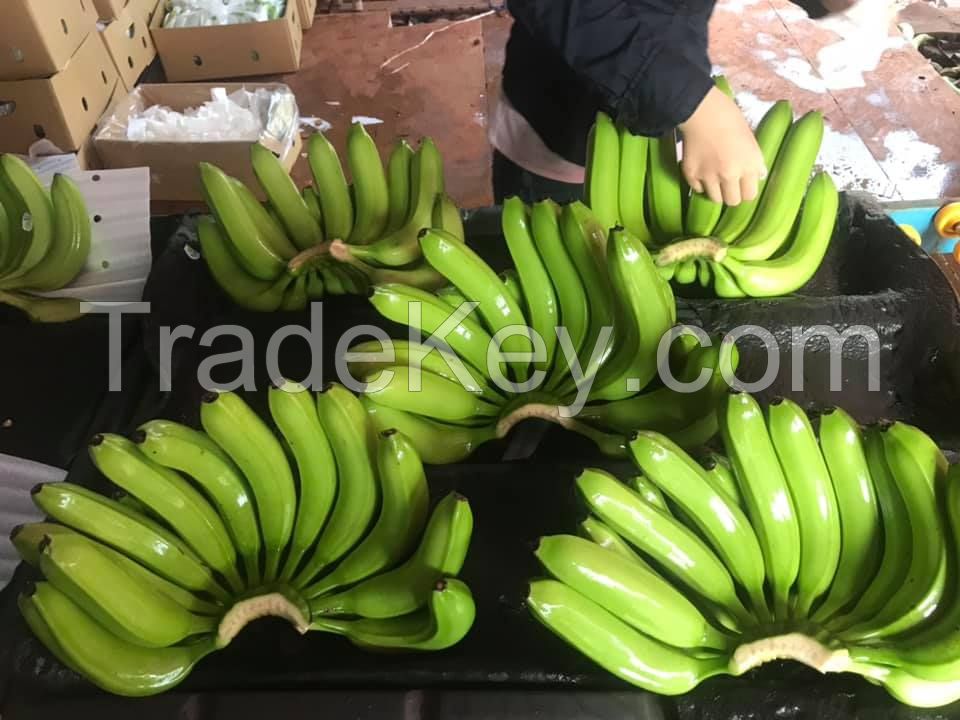High Quality Fresh Banana with competitive price By Al-Karim ...