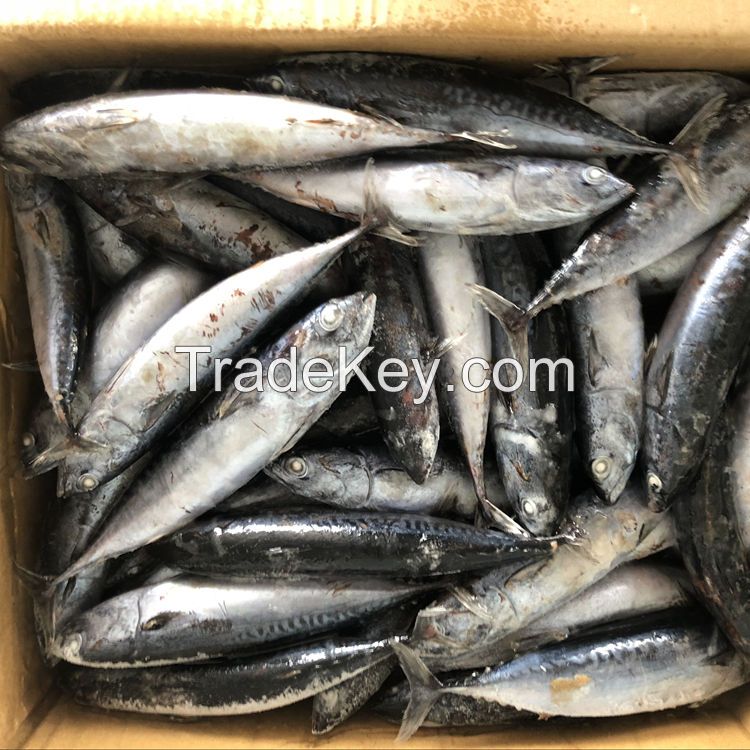 IQF Freezing Process and Piece Shape Frozen Tuna SkipJack Frozen Bonito ...
