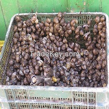 25 Weight (kg) and Food Product Type LIVE GIANT African Snails for Sale ...
