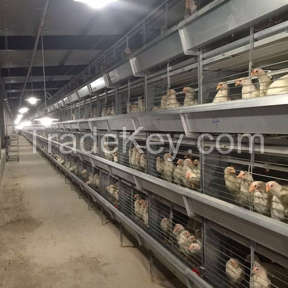 chicken animal cage, Cage automatic chicken, automatic battery cage ...