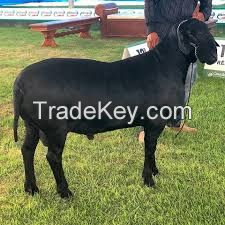 Santa Ines goats for sale in bulk By NOLUKHOLO LEADING TRADING (PTY ...
