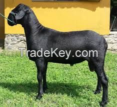 Santa Ines goats for sale in bulk By NOLUKHOLO LEADING TRADING (PTY ...