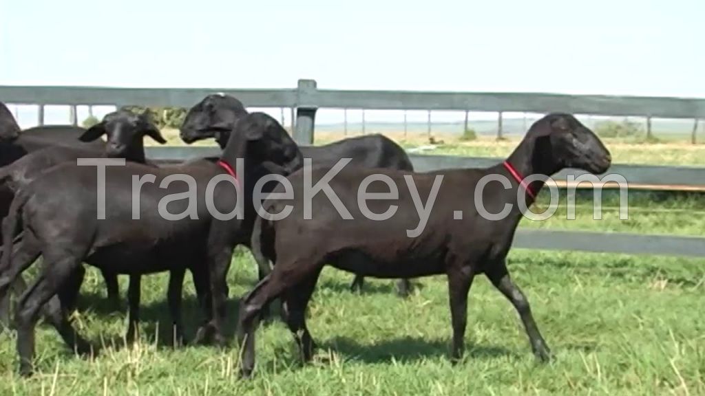 Santa Ines goats for sale in bulk By NOLUKHOLO LEADING TRADING (PTY ...