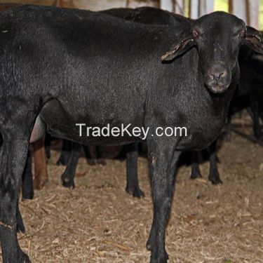 Santa Ines goats for sale in bulk By NOLUKHOLO LEADING TRADING (PTY ...