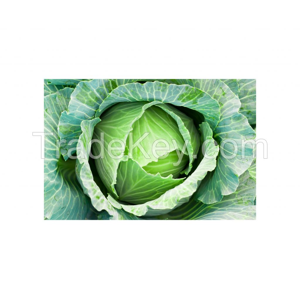 High-quality fresh cabbage for supermarkets and retailers By Starmark ...
