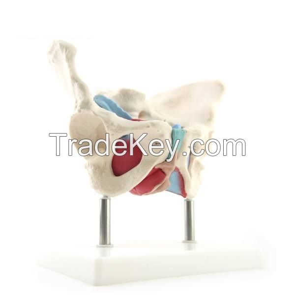 Female Pelvic Model With Muscles And Organs Pelvis Anatomic Skeleton ...
