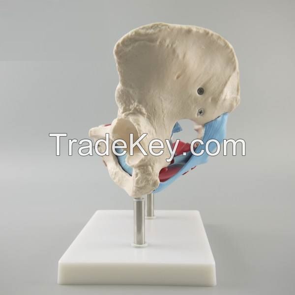 Female Pelvic Model With Muscles And Organs Pelvis Anatomic Skeleton ...