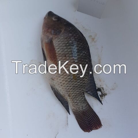 Frozen Tilapia Fish the best selling fish that has a savory taste ...
