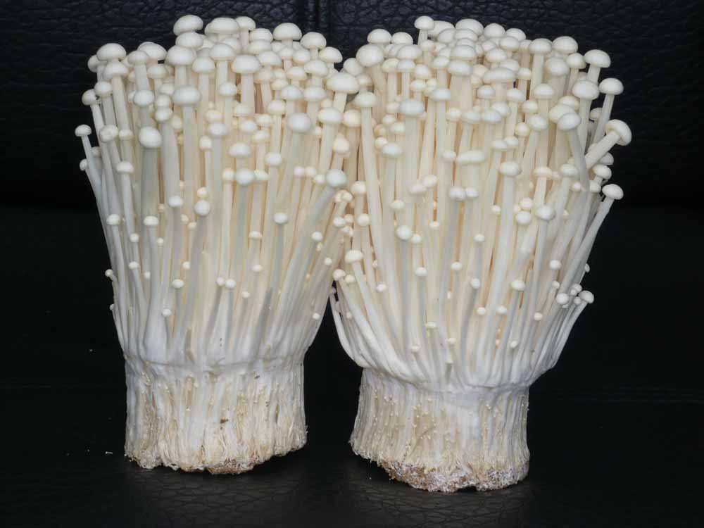 enoki mushroom By Shanghai Finc Food CO., LTD,