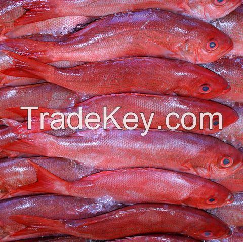 Fresh frozen grouper fish By NETRO IMPORT AND EXPORT GROUP, South Africa