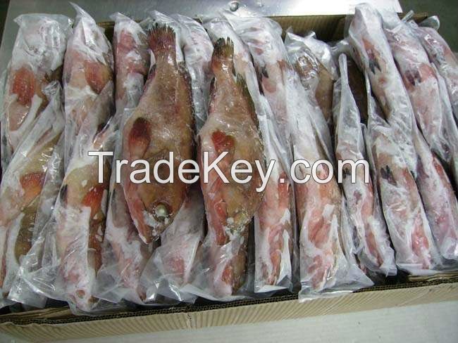 Fresh frozen grouper fish By NETRO IMPORT AND EXPORT GROUP, South Africa