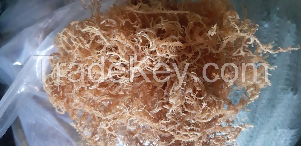 Sea moss/ Eucheuma Cottonii cheap price from Vietnam By Viet Delta ...