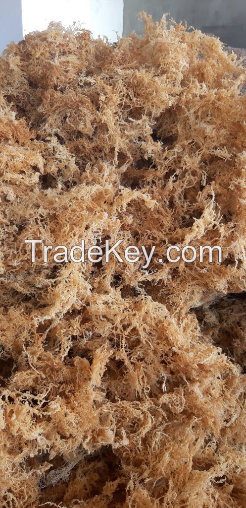 Sea moss/ Eucheuma Cottonii cheap price from Vietnam By Viet Delta ...