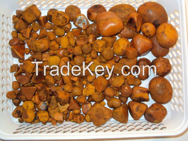 OX / Cattle / Cow Gallstone By Europe Exporters BV, Netherlands