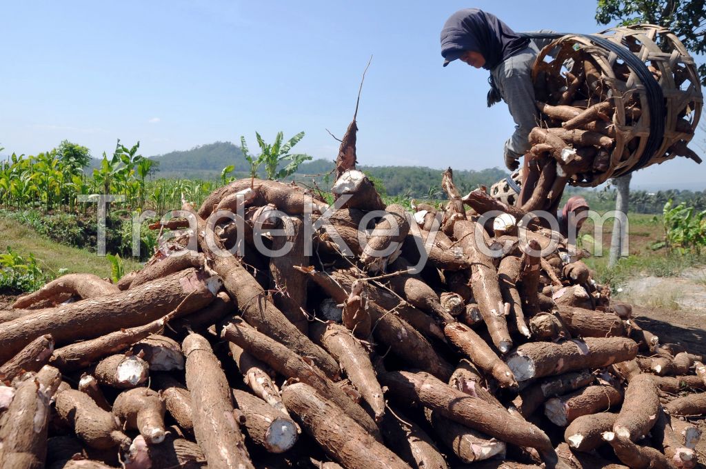 Fresh Cassava, Dried Cassava, Fresh Tapioca, Cassava / Tapioca Starch ...